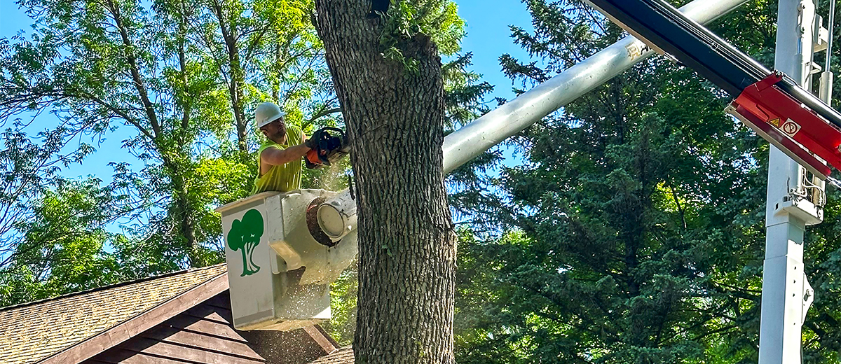 Klimek's Tree Service | Tree Removal | Alexandria, MN